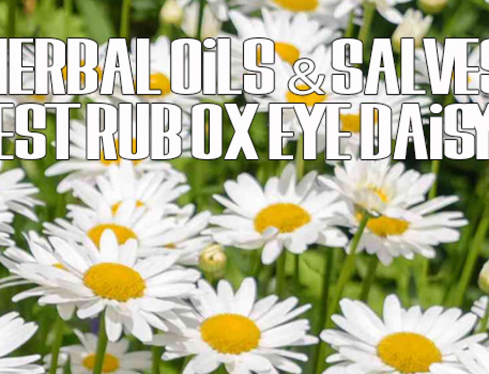 Long Infusions - Cold Remedy Mullein Leaves - ThatAquaponicsGuy